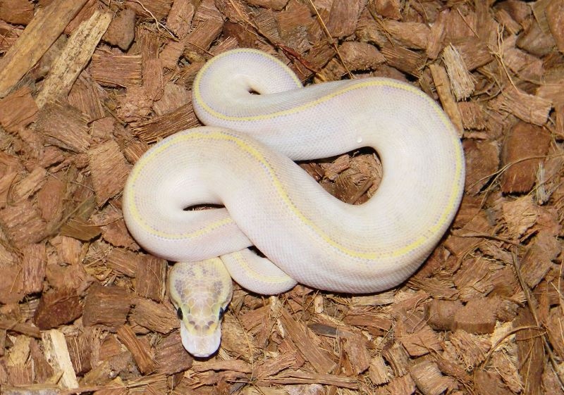 Ivory Ball Python by Mark Petros Reptiles - MorphMarket