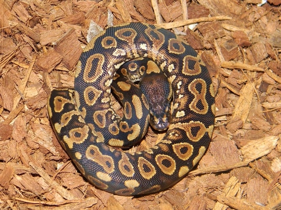 18 Gypsy Asphalt/Yellow Belly Rare Ball Python by Mark Petros Reptiles