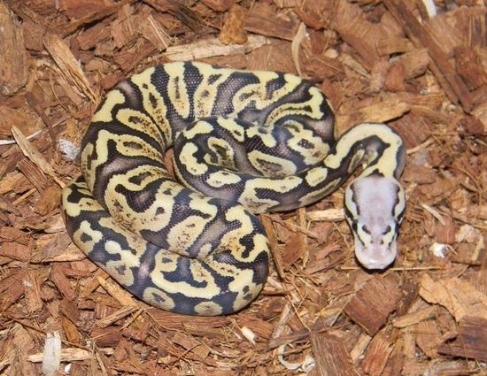 19 GHI Firefly Het Orange Ghost Ball Python by Mark Petros Reptiles