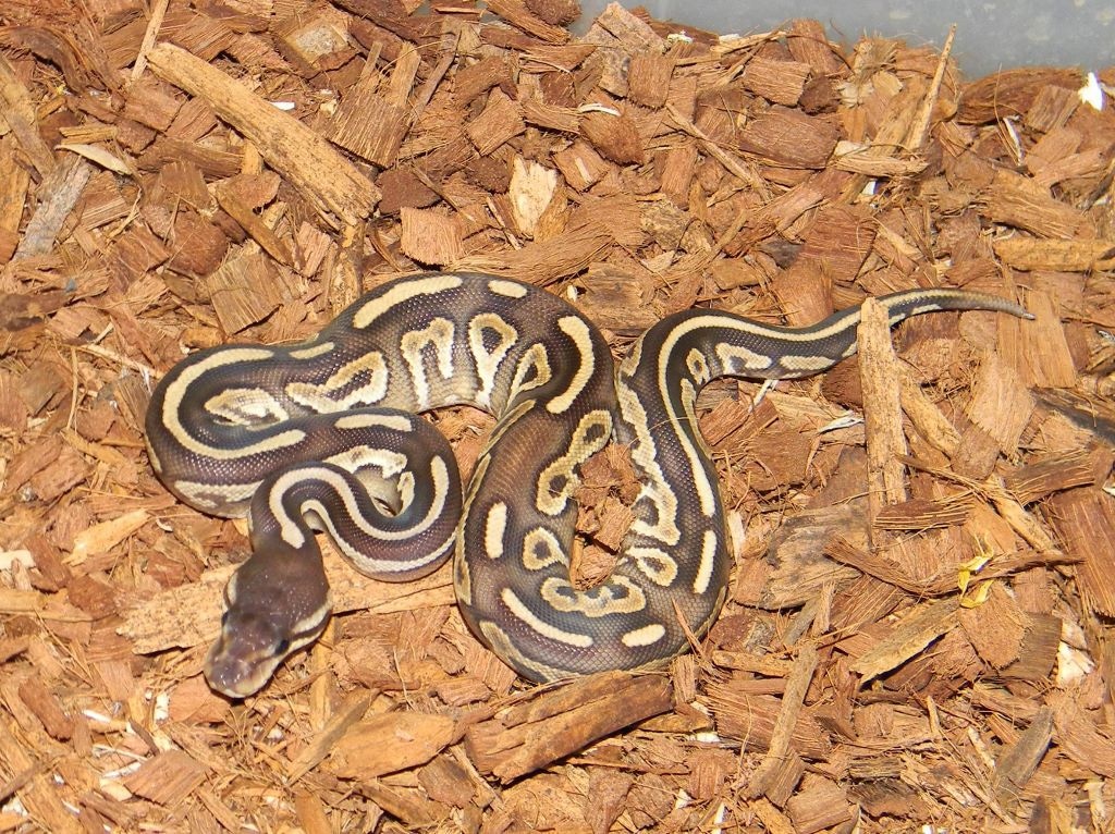 19 Cinnamon Mojave Ball Python by Mark Petros Reptiles - MorphMarket