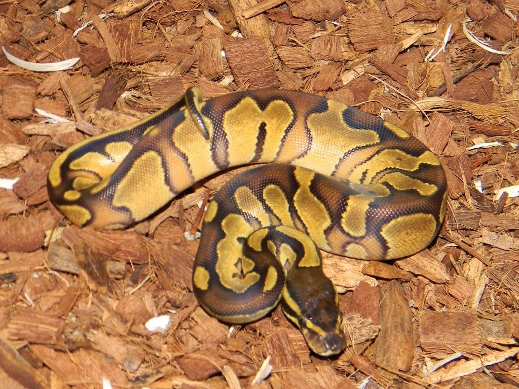 19 Blackhead Enchi Red Gene Ball Python by Mark Petros Reptiles ...