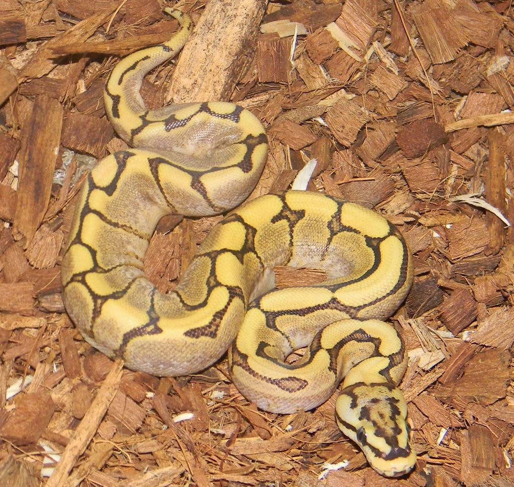 19 Red Stripe Fire Spider Ball Python by Mark Petros Reptiles - MorphMarket