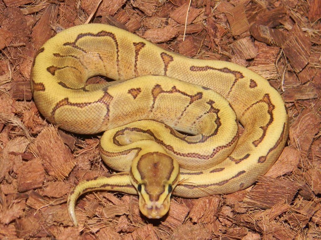 19 McKenzie Pinstripe Enchi Spark PH Albino Ball Python by Mark Petros ...