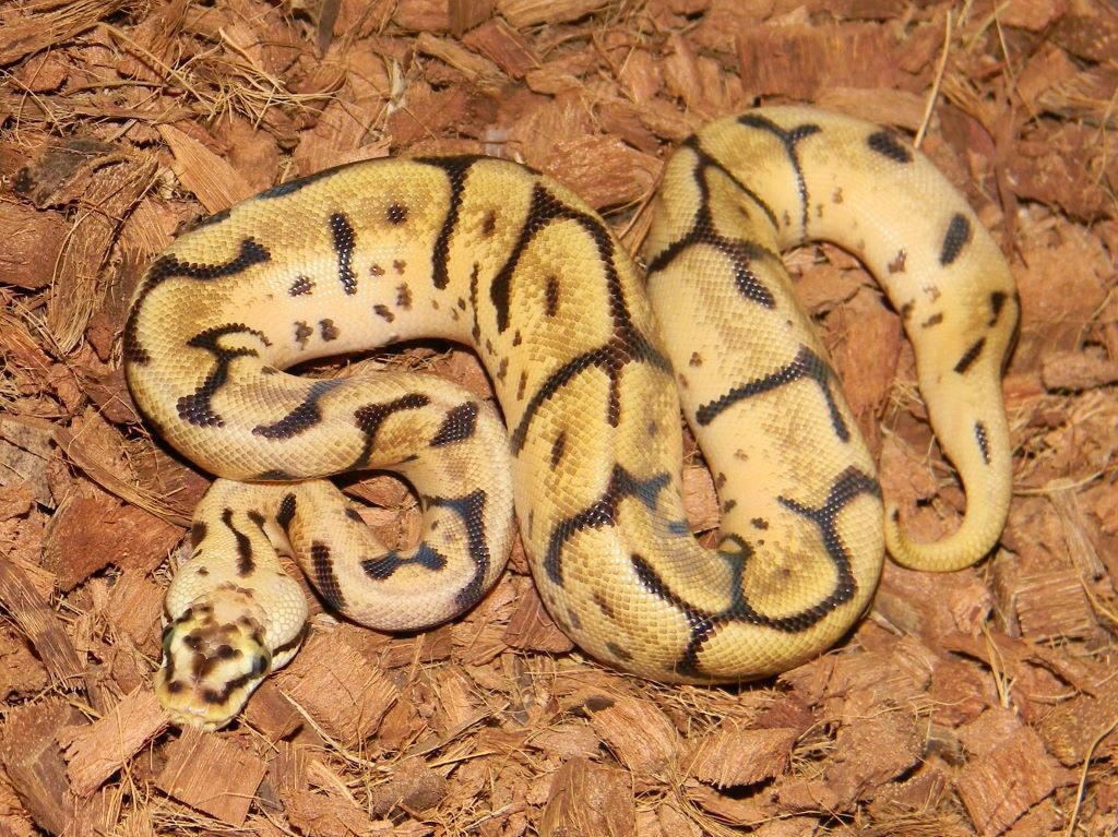 19 Bumblebee Leopard Het Ghost Ball Python by Mark Petros Reptiles ...