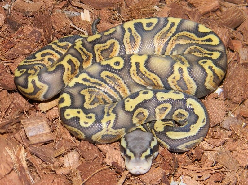 20 GHI Pastel Ghost Ball Python by Mark Petros Reptiles - MorphMarket