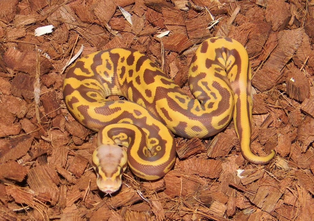 20 Ultramel Pastel Leopard Ball Python by Mark Petros Reptiles ...