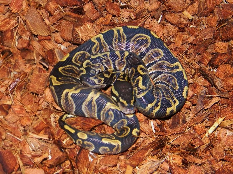 GHI Het Ghost Ball Python by Mark Petros Reptiles - MorphMarket