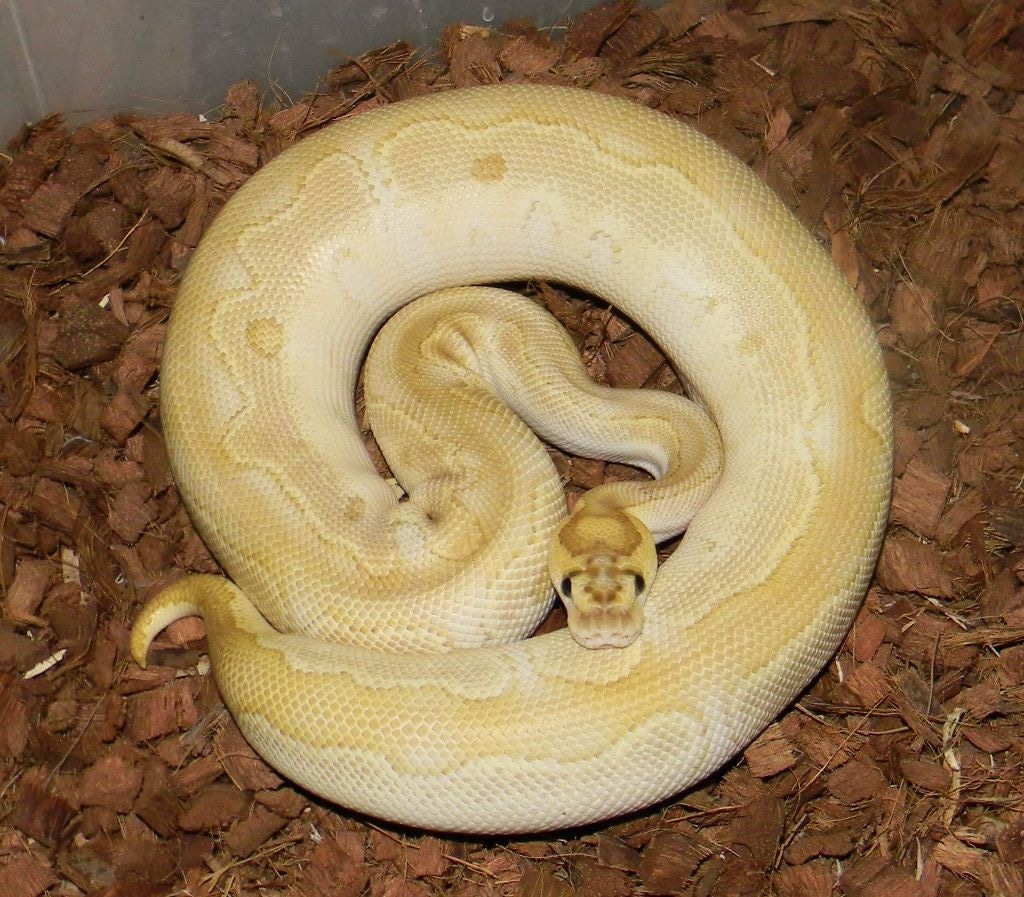 19 Xtreme Gene Lesser Clown Ready 2 Breed Ball Python by Mark Petros ...