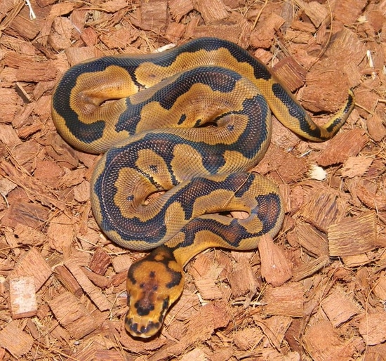 21 Clown X-treme Gene PH Tri Stripe Ball Python by Mark Petros Reptiles