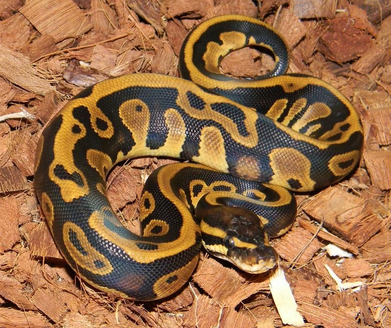 21 Leopard Het Pied Ball Python by Mark Petros Reptiles - MorphMarket