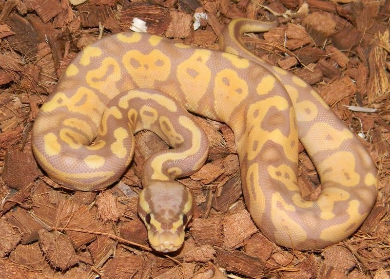21 Banana Ball Python by Mark Petros Reptiles - MorphMarket