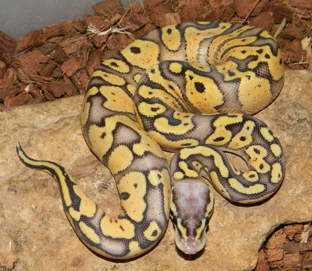21 Red Stripe Super Pastel Het Ultramel Ball Python by Mark Petros Reptiles - MorphMarket