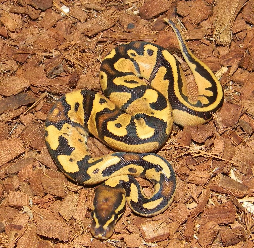 21 Orange Dream Fire Ball Python by Mark Petros Reptiles - MorphMarket