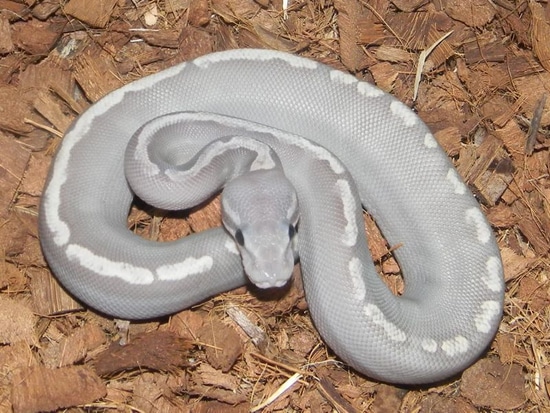 21 GHI Mojave Ghost Fire Ball Python by Mark Petros Reptiles