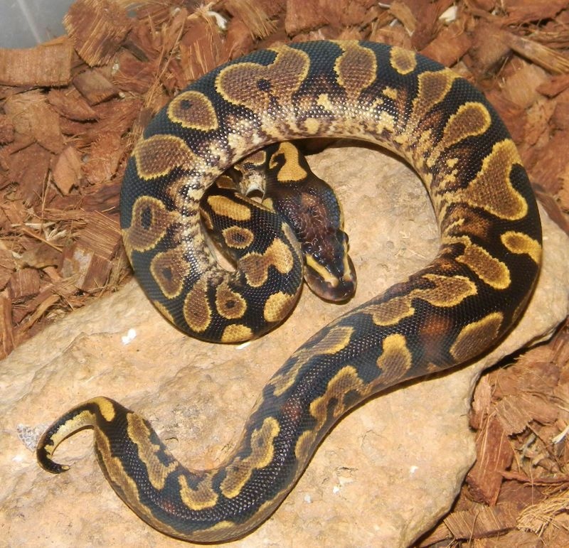 21 Sugar Yellow Belly Ball Python by Mark Petros Reptiles - MorphMarket