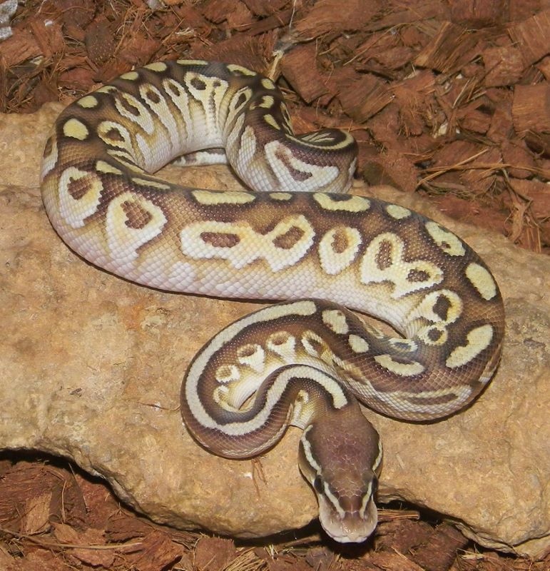 22 Butter Pastel Ball Python by Mark Petros Reptiles - MorphMarket