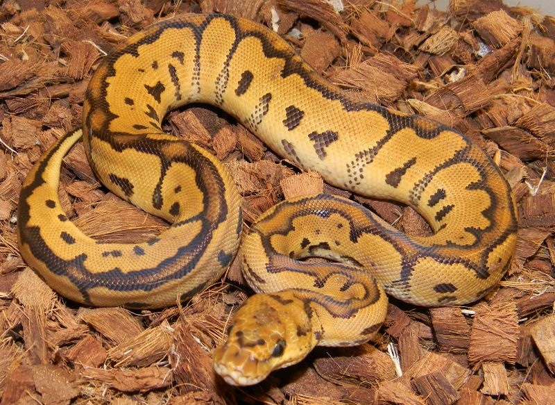 21 Lace Orange Dream Clown Ball Python by Mark Petros Reptiles ...