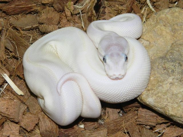 22 BEL Super Mojave Ball Python by Mark Petros Reptiles - MorphMarket
