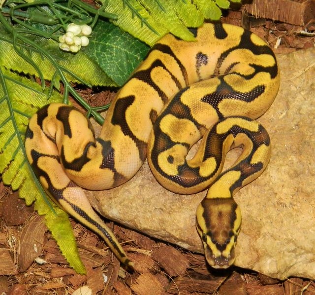22 Sugar Vanilla Enchi Ball Python by Mark Petros Reptiles - MorphMarket