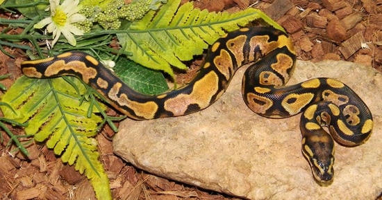 22 Orange Dream Sugar Enchi Ball Python by Mark Petros Reptiles