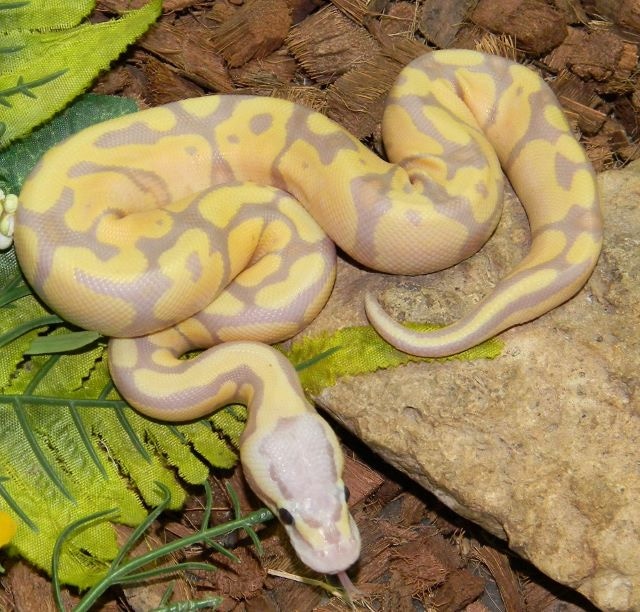 Banana Pastel Sugar Ball Python by Mark Petros Reptiles - MorphMarket