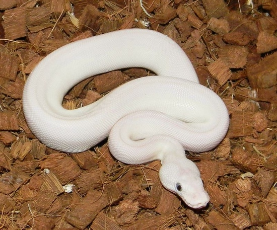 BEL Ball Python by Mark Petros Reptiles