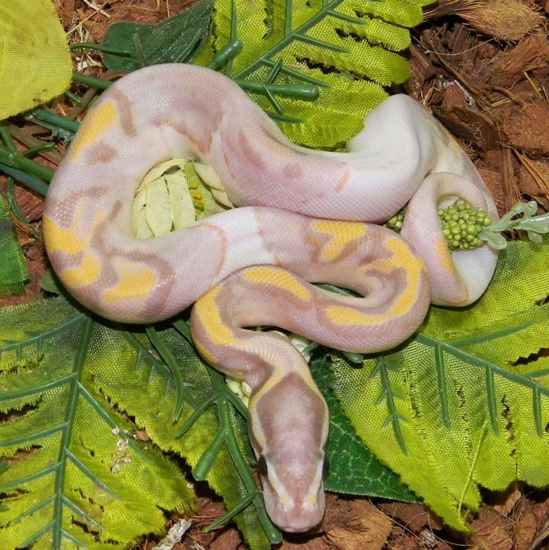 Banana Pied Pastel YB Ball Python by Mark Petros Reptiles - MorphMarket