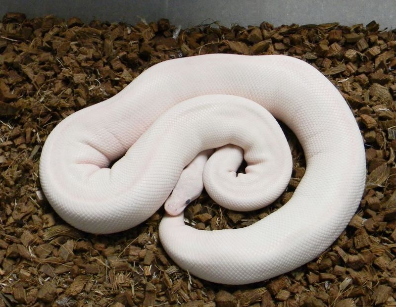 18 Ivory Ball Python by Mark Petros Reptiles - MorphMarket