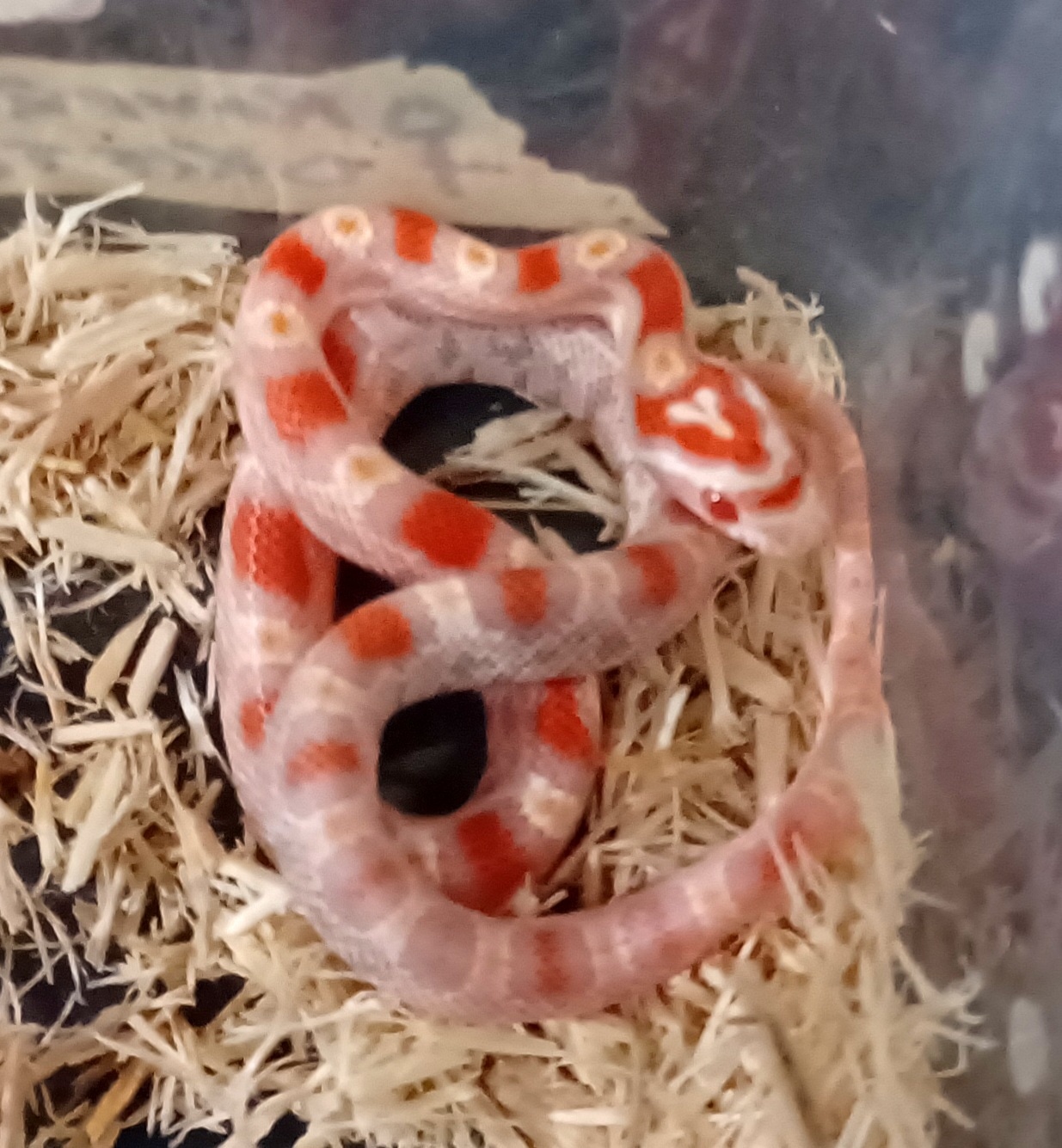 22 Reverse Okeetee Corn Snake by Mark Petros Reptiles - MorphMarket