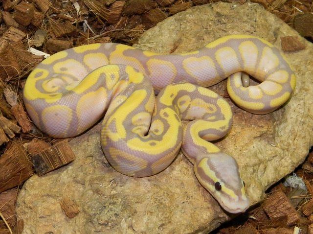 22 Pastel Banana Ball Python by Mark Petros Reptiles - MorphMarket