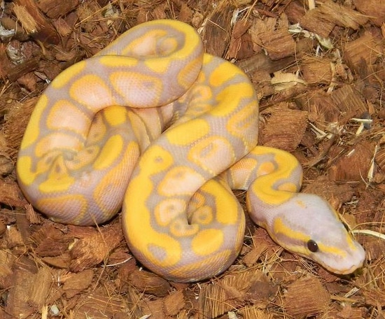 Banana Fire Ball Python by Mark Petros Reptiles