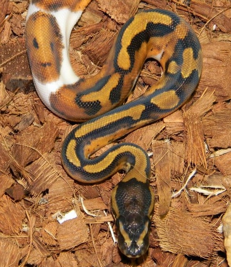 22 Pied W/ Smile Emoji Ball Python by Mark Petros Reptiles