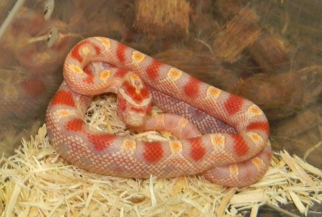 Reverse Okeetee Corn Snake by Mark Petros Reptiles - MorphMarket