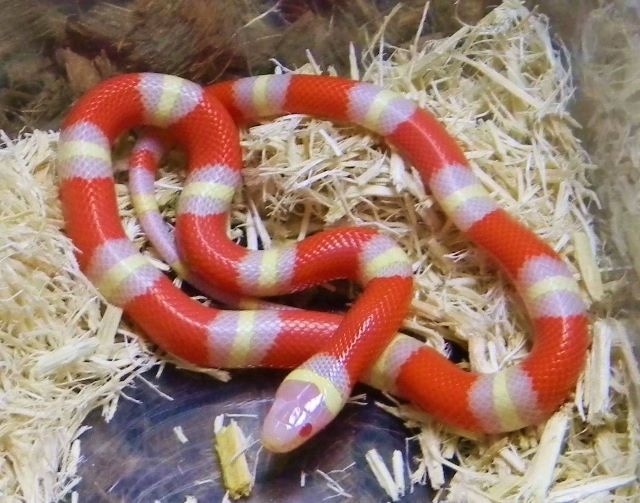 22 Albino PH Splotched/Aberrant Nelson's Milk Snake by Mark Petros ...
