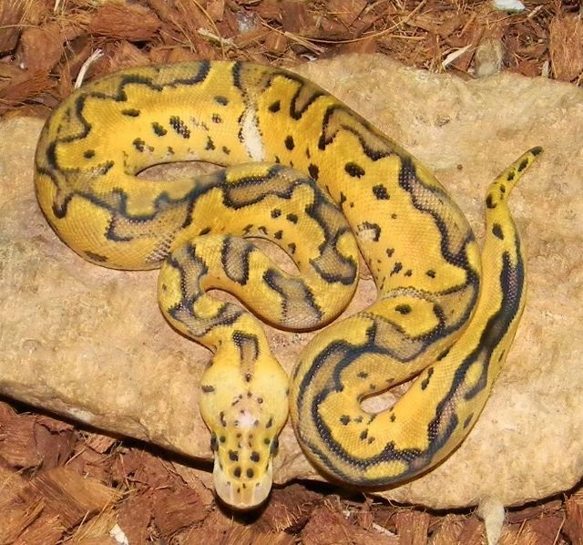 22 X-treme Gene Pastel Clown Ball Python by Mark Petros Reptiles ...
