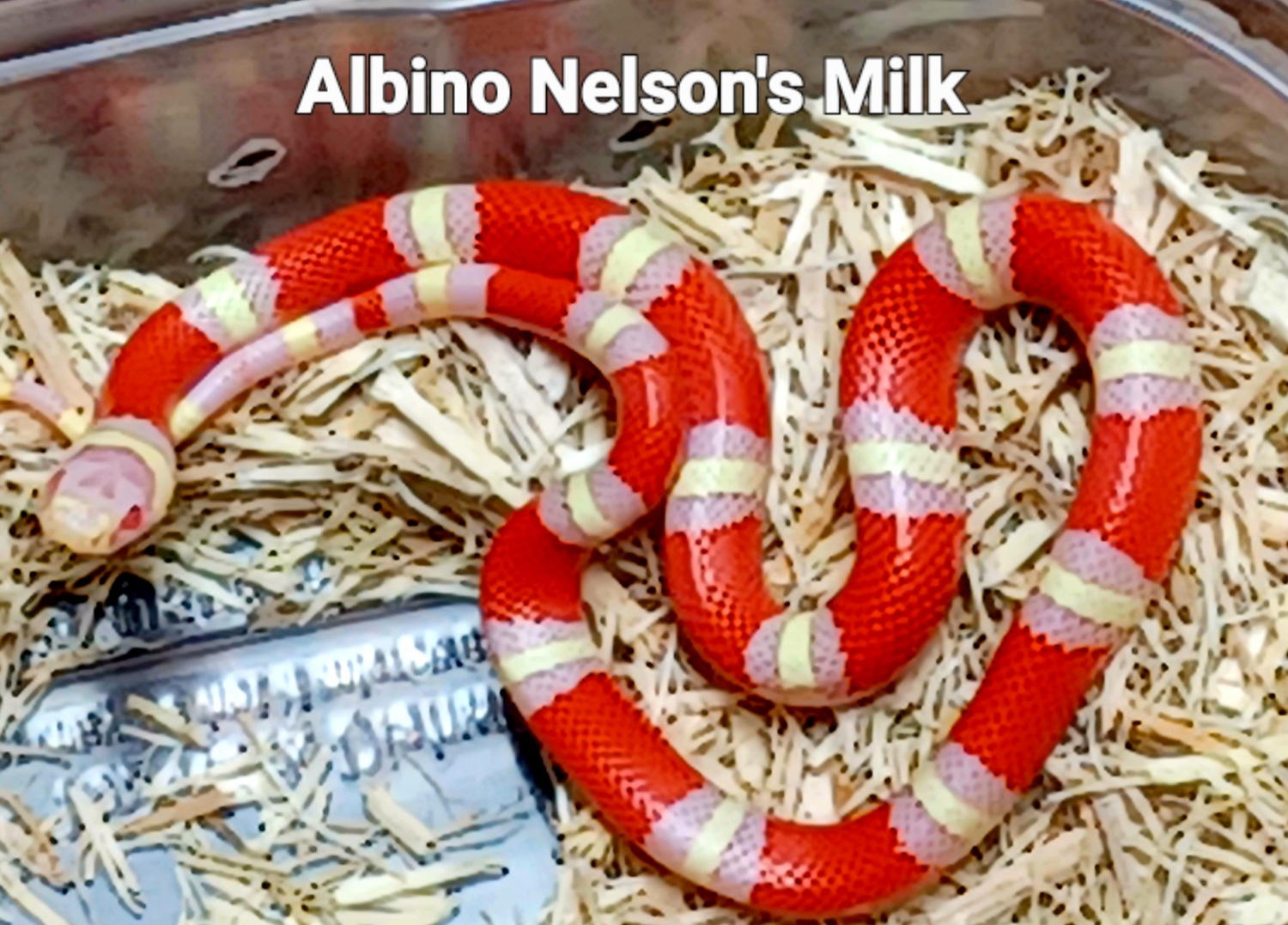 22 Albino Pos Het Splotched Nelson's Milk Snake by Mark Petros Reptiles ...