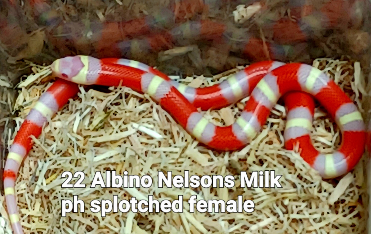22 Albino Pos Het Splotched Nelson's Milk Snake by Mark Petros Reptiles ...