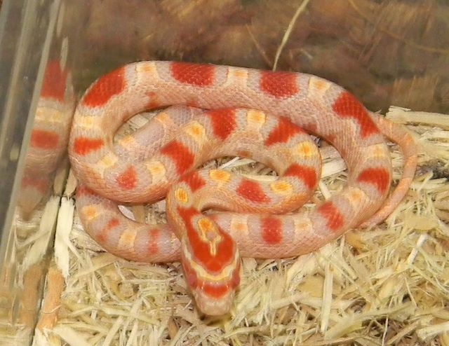 22 Reverse Okeetee Corn Snake by Mark Petros Reptiles - MorphMarket