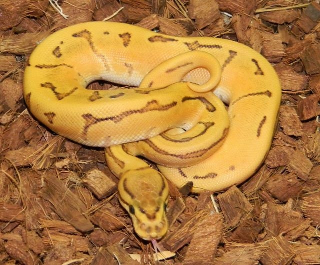 22 Super Orange Dream Enchi Pinstripe Ball Python by Mark Petros ...