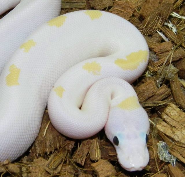 22 Super Fire Ball Python by Mark Petros Reptiles - MorphMarket