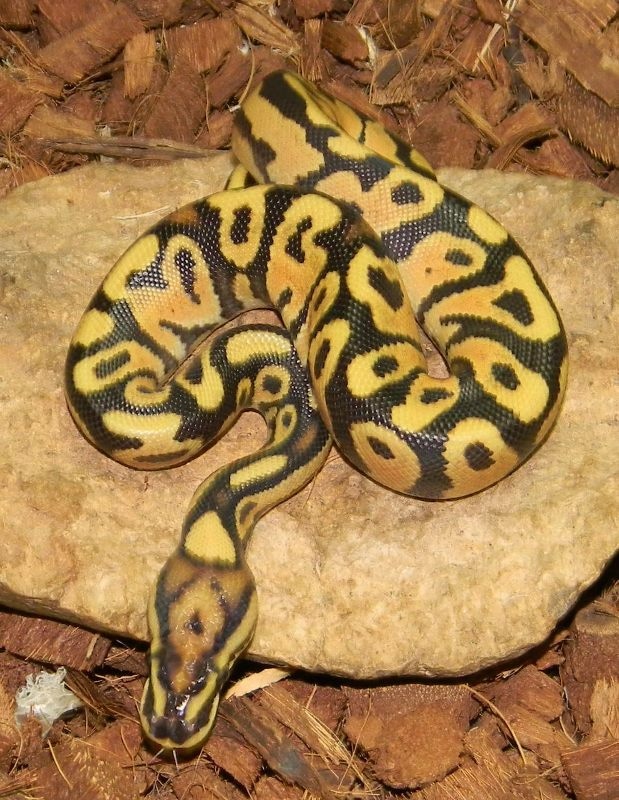 22 Orange Dream Spotnose Vanilla Ball Python by Mark Petros Reptiles ...