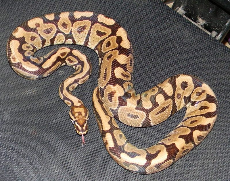 17 Spotnose Ball Python by Mark Petros Reptiles - MorphMarket
