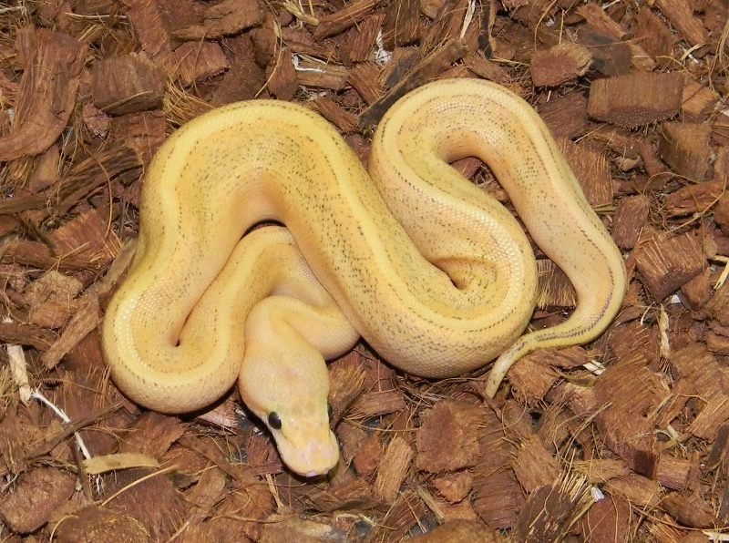 22 Super Spark Ball Python by Mark Petros Reptiles - MorphMarket