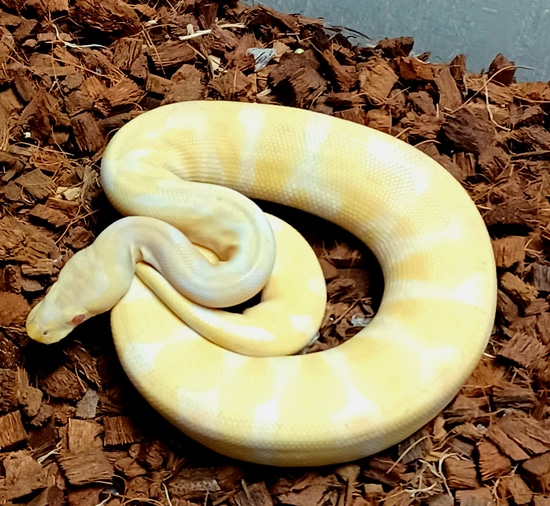 Albino Ball Python by Mark Petros Reptiles