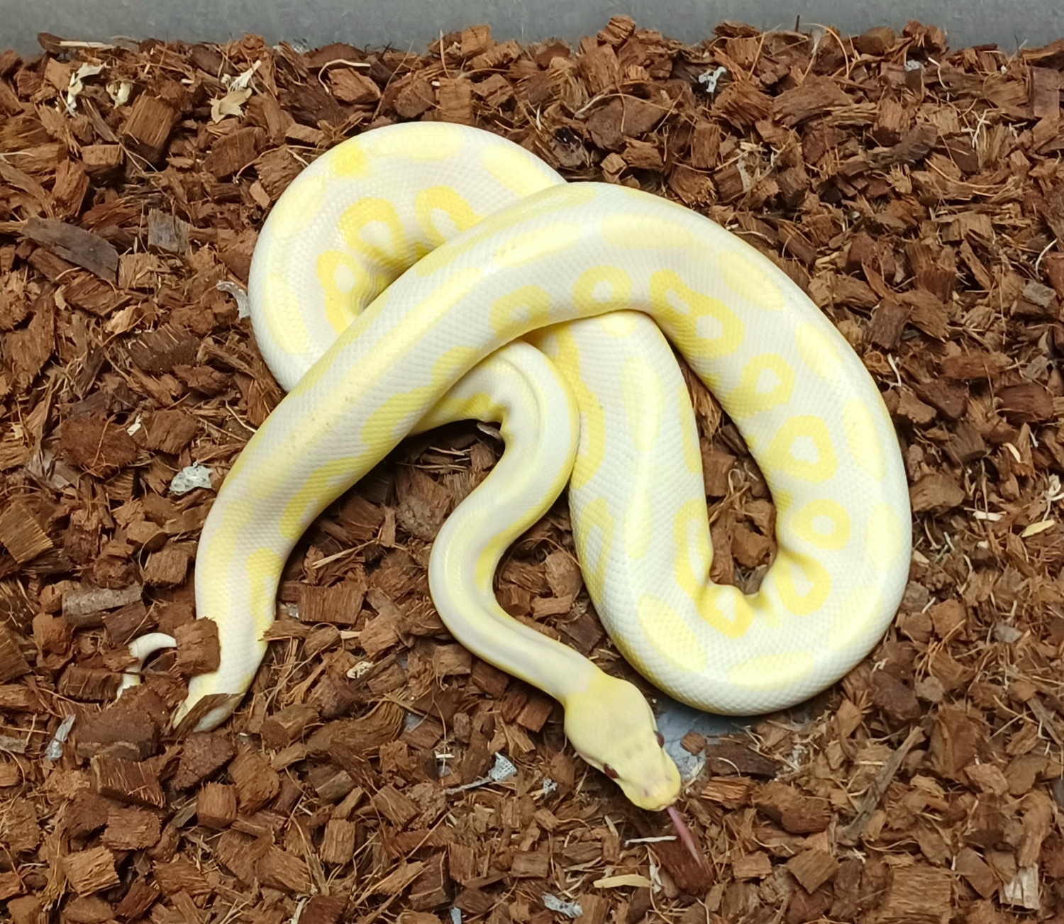20 Cinnamon Lavender Albino Ball Python by Mark Petros Reptiles ...