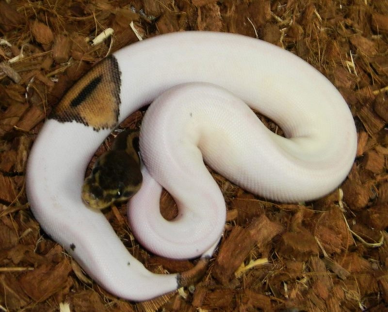 22 Black Pastel Leopard Pied Ball Python by Mark Petros Reptiles ...