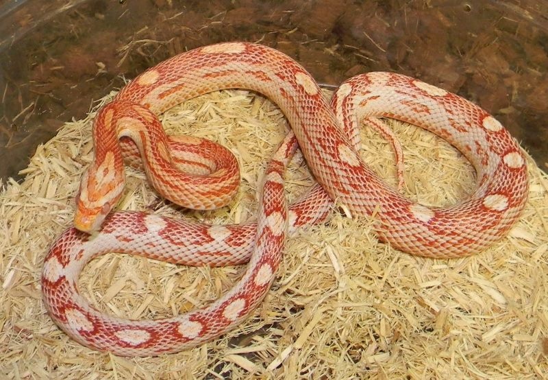 20 Motley Amel Het Cinder Corn Snake by Mark Petros Reptiles - MorphMarket