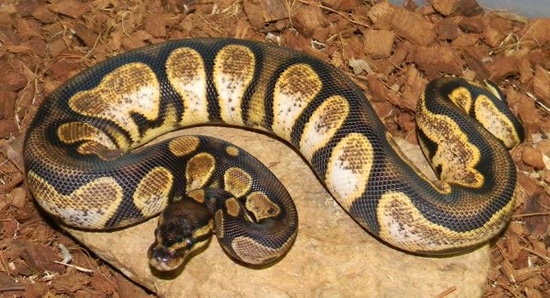 22 Orange Dream Sugar Enchi Ball Python by Mark Petros Reptiles