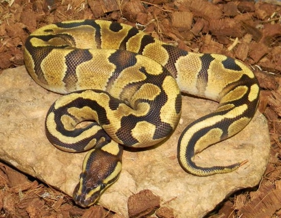 Super Mckenzie Enchi Yellow Belly Ball Python by Mark Petros Reptiles
