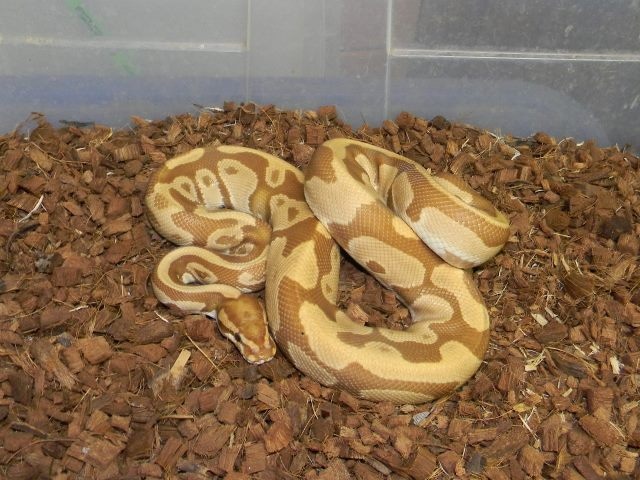 PROVEN Leopard Ultramel Ball Python by Mark Petros Reptiles - MorphMarket